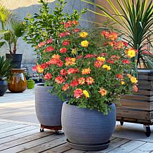 Garden Center | HSN