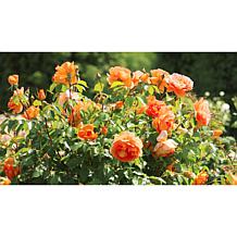 Leaf Petal Designs Flowers Plants Plant Food Hsn