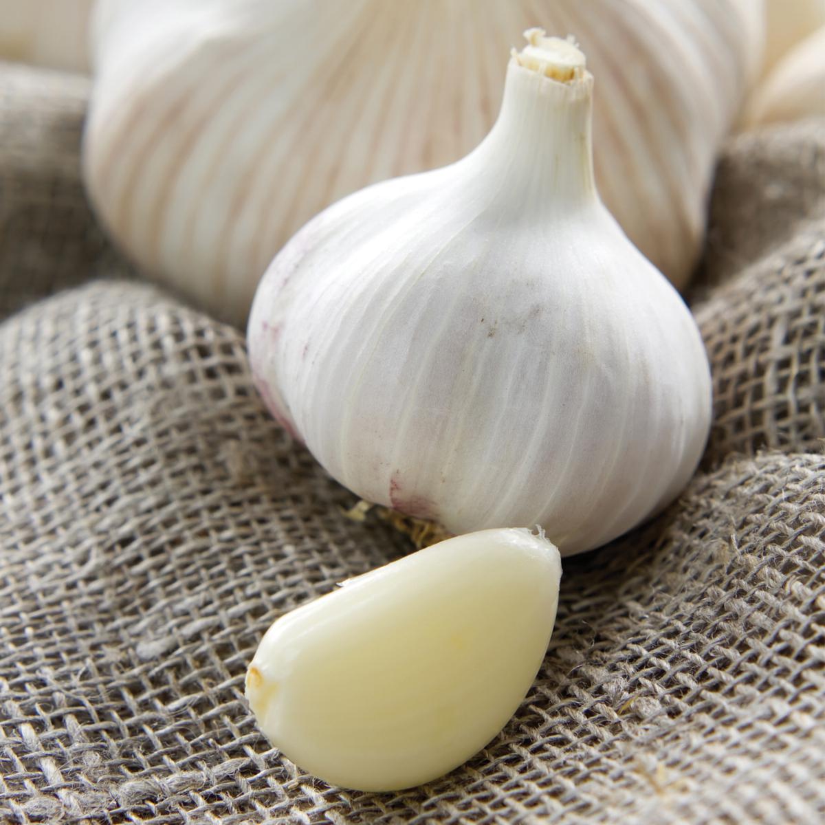 Van Zyverden Garlic Italian Late Set of 5 Plants - 20822816 | HSN