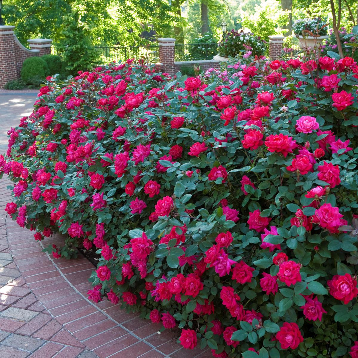 Leaf & Petal 3-Piece Double Red Knock Out Roses - 23648576 | HSN