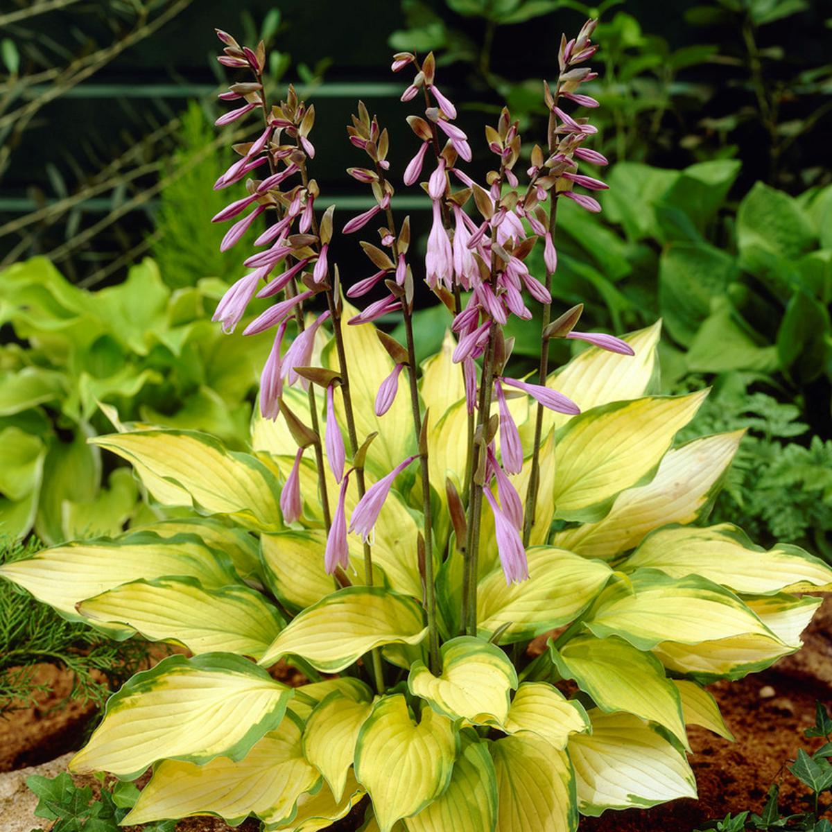 VanZyverden Hosta Lady Guinevere - Set of 3 Roots - 9931009 | HSN