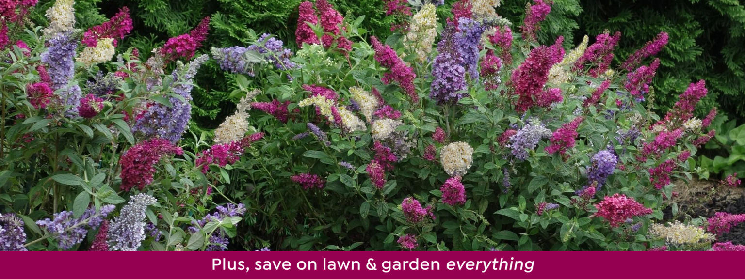 (HSN) Leaf & Petal 2-piece "Buzz" Tri-Color Butterfly Bush ...